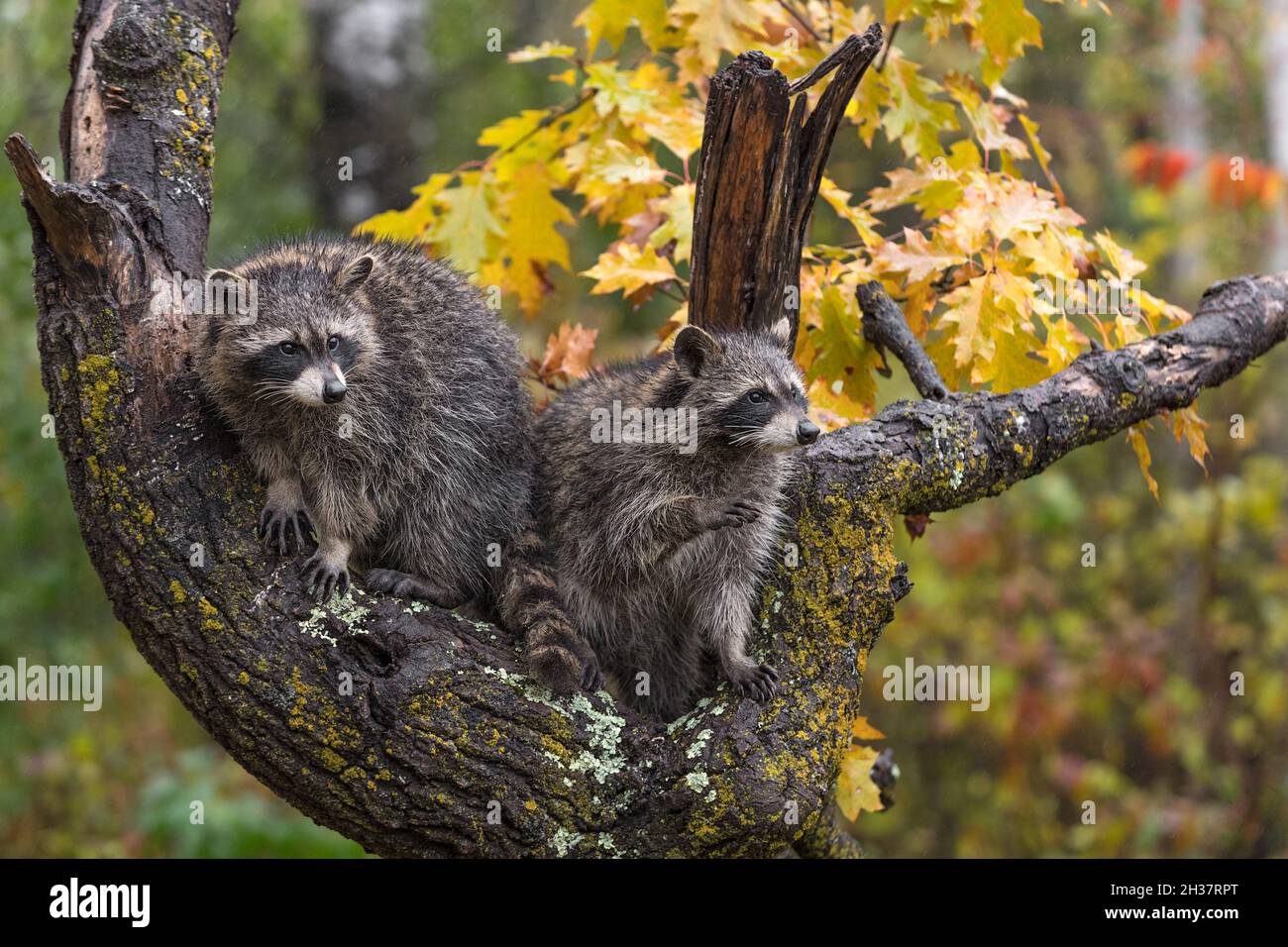 Raccoons in autumn hi-res stock photography and images - Alamy