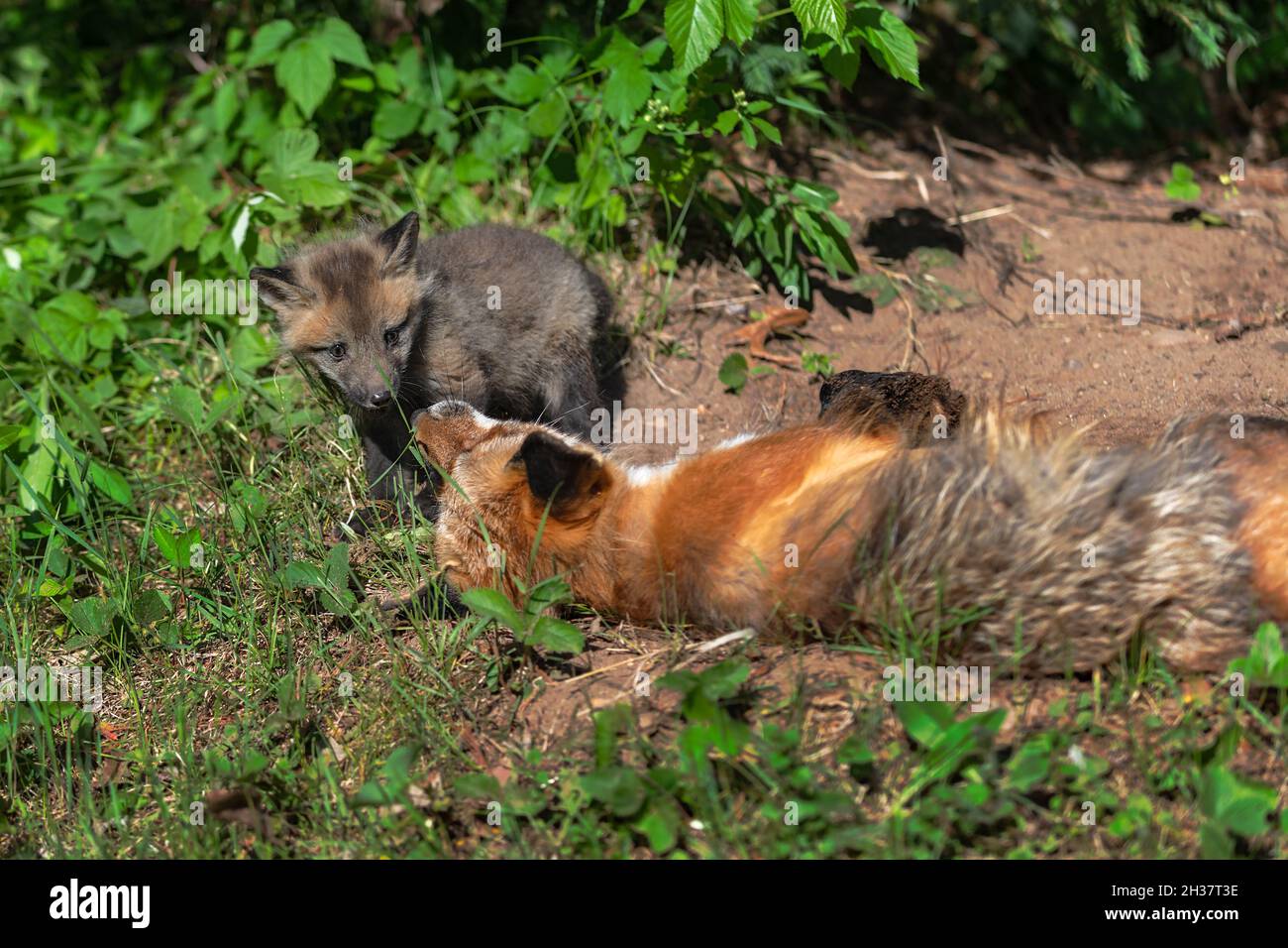 Adult fox den hi-res stock photography and images - Alamy