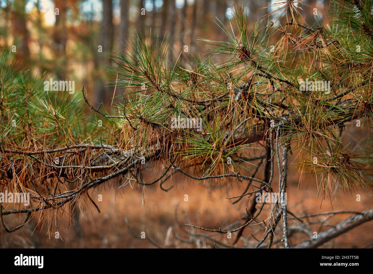 Image of a coniferous branch of a pine tree in the forest Stock Photo ...