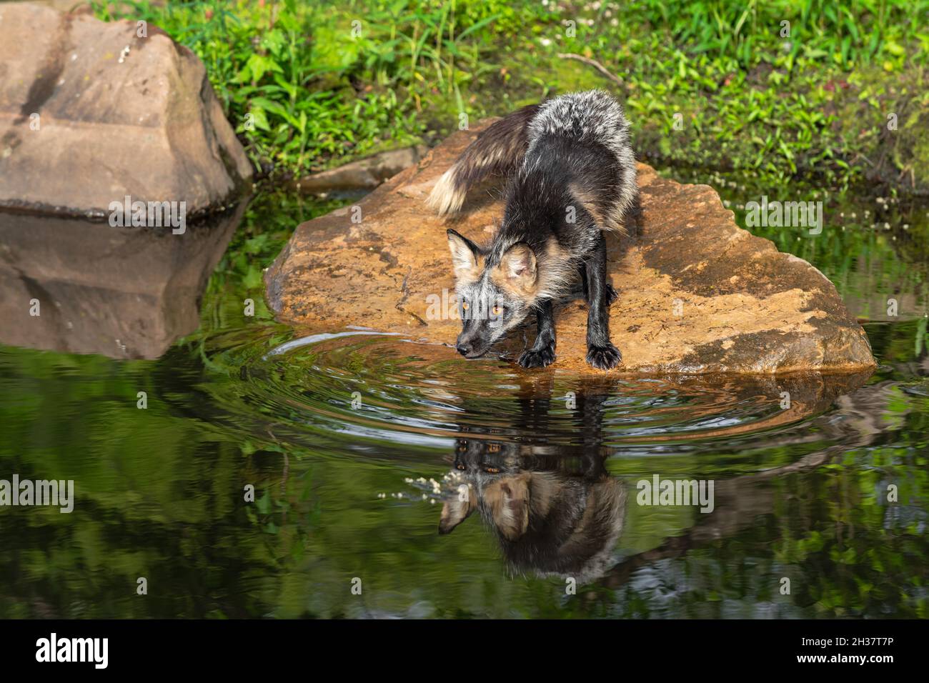 Adult Cross Fox (Vulpes vulpes) Looks Up From Ripples and Reflection in ...