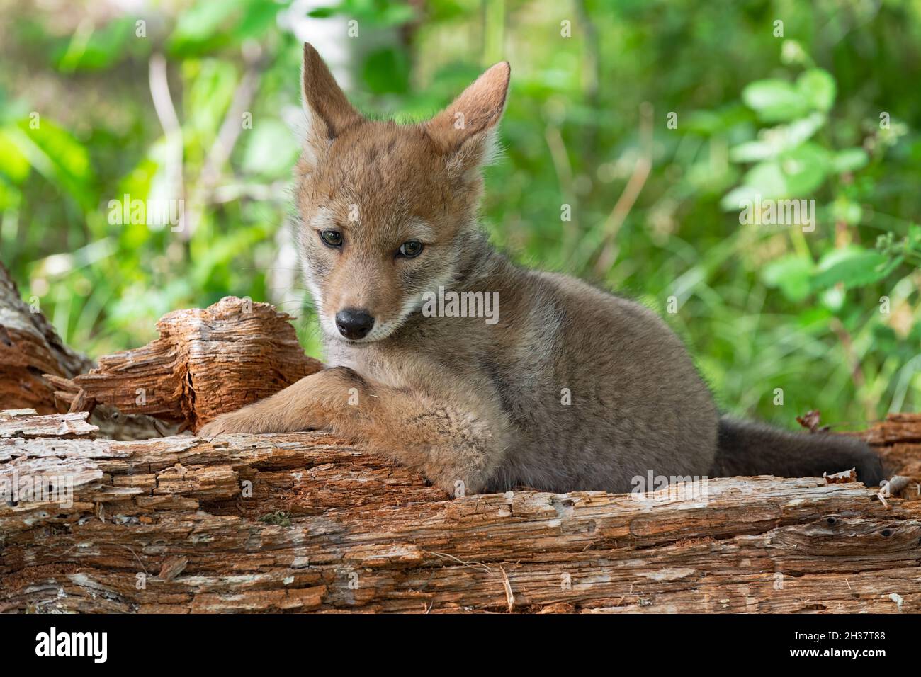 Coyote sit hi-res stock photography and images - Alamy