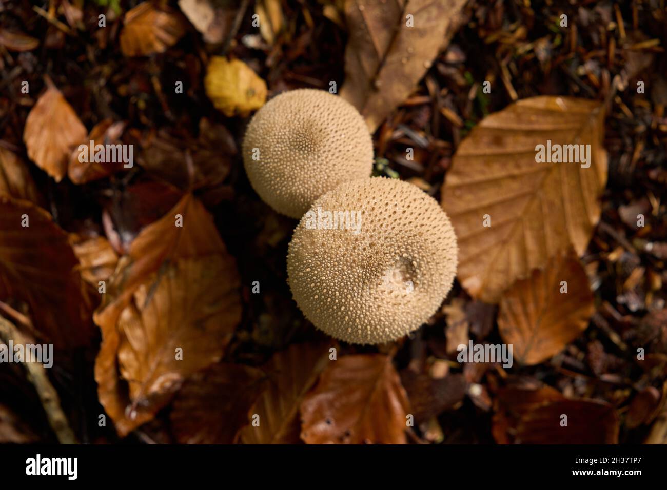 Puff ball fungi hi-res stock photography and images - Alamy