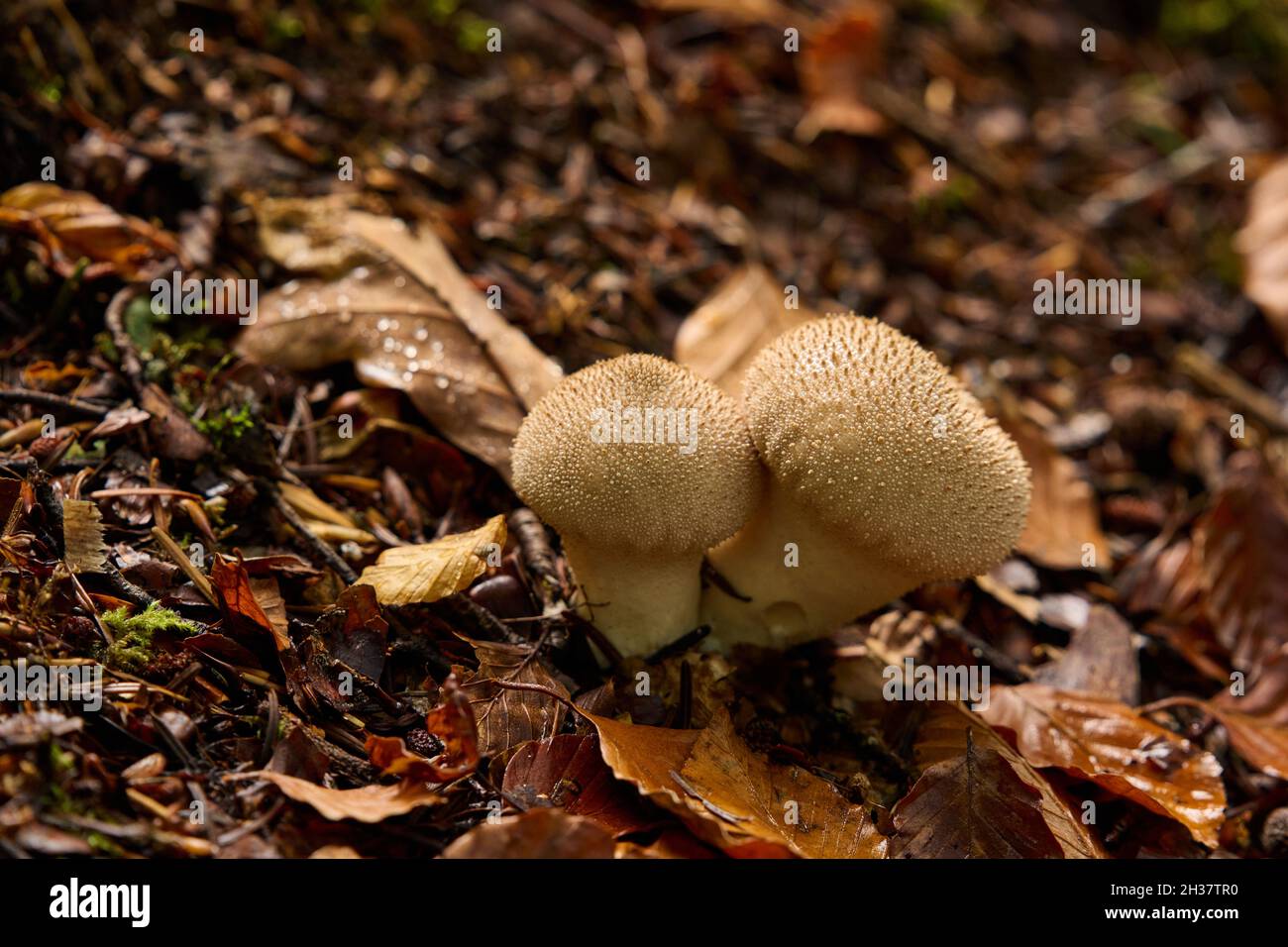 Common Puff Ball fungi in woodland in Scotland Stock Photo - Alamy