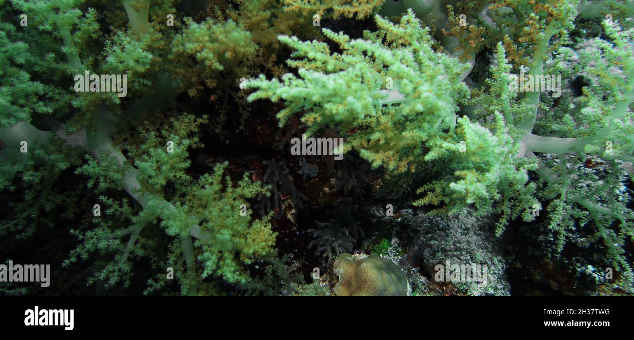 Wide angle views of the magnificent coral formations in the Red Sea ...