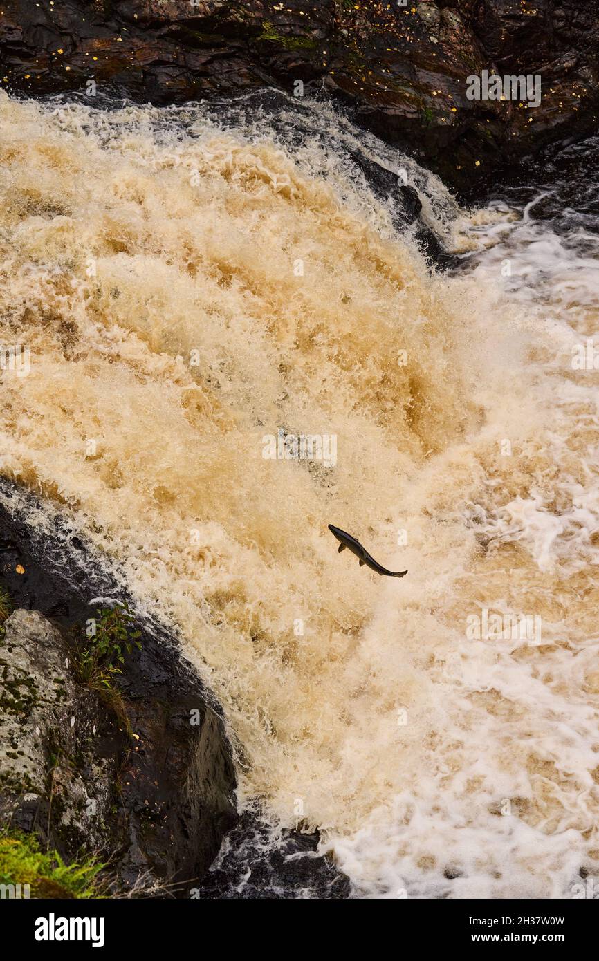 Salmon jumping upstream hi-res stock photography and images - Alamy