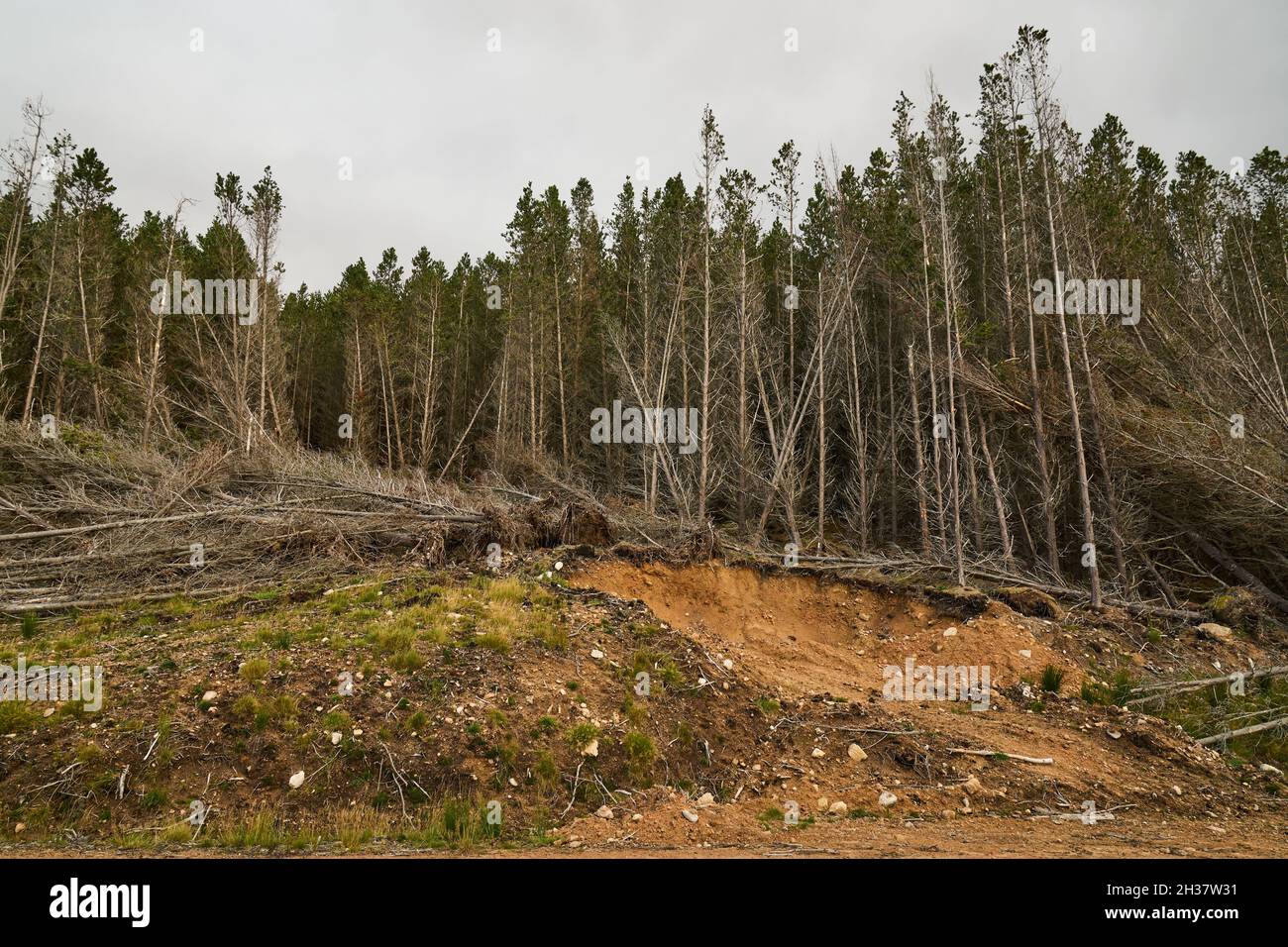 "flow country" plantation hi-res stock photography and images - Alamy