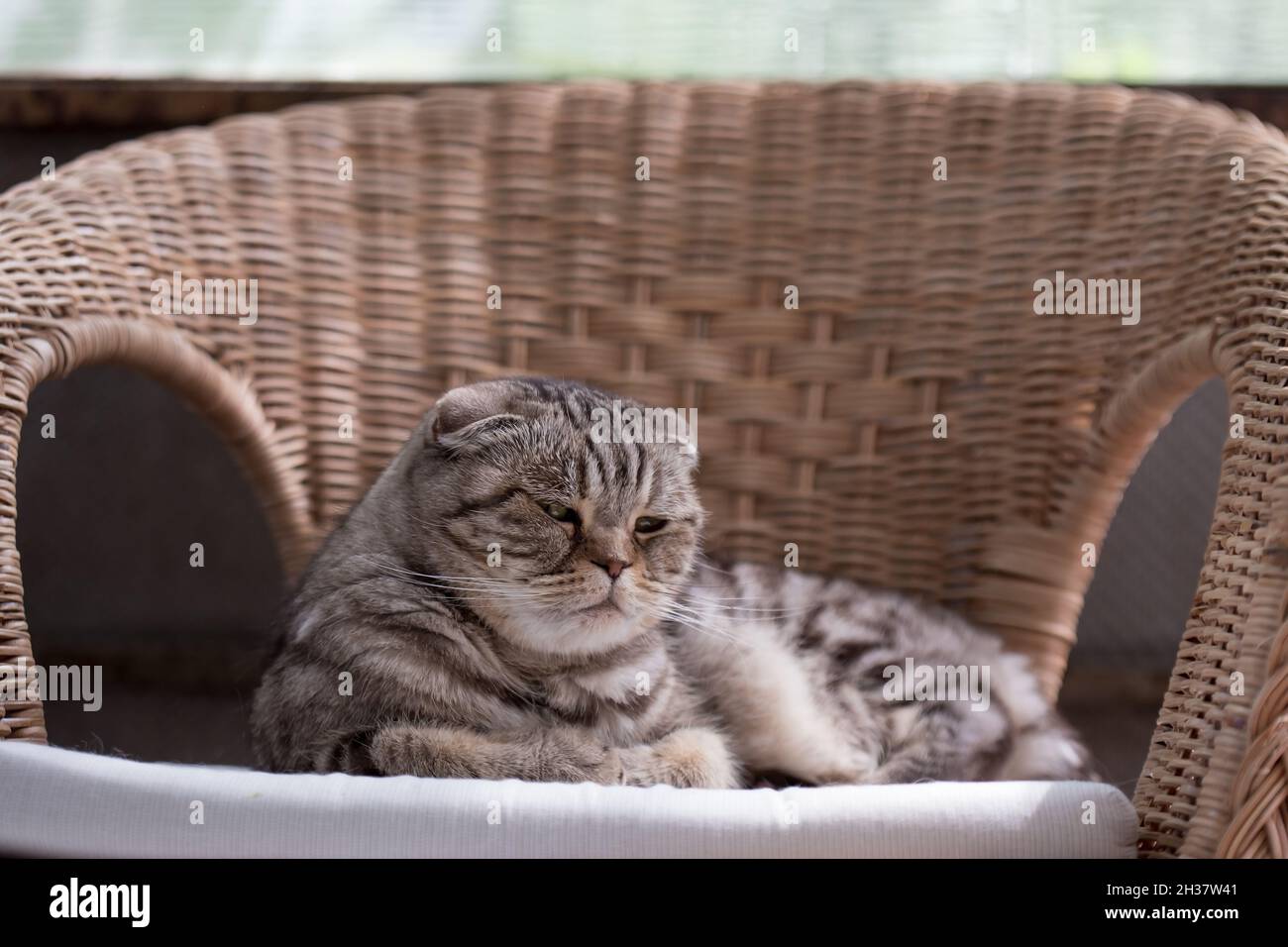 Sad Scottish Fold cat lies in a rattan chair on a pillow, depressed and ...