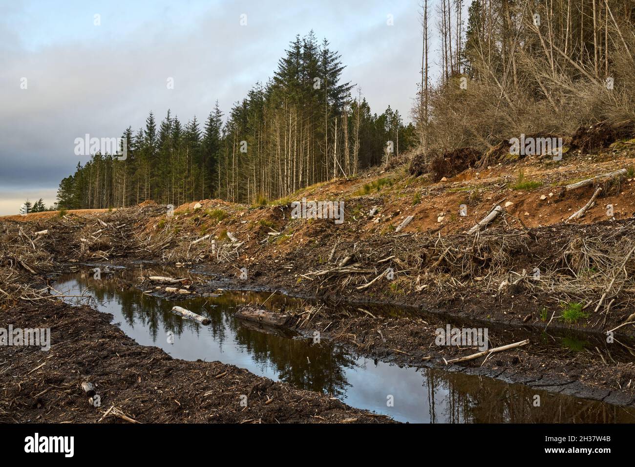 Forestry areas in the Flow Country, Scotland Stock Photo - Alamy