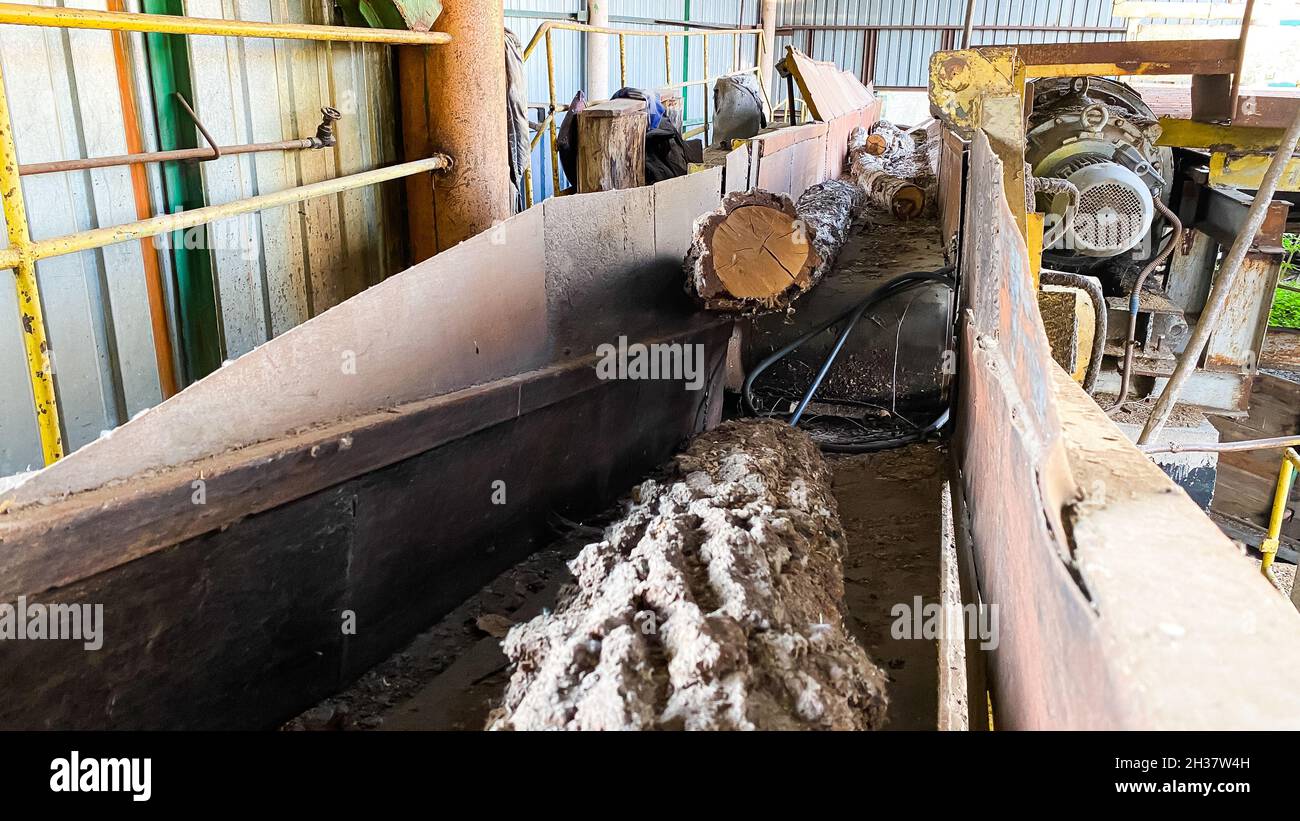 Logs of trees at a woodworking factory Stock Photo - Alamy