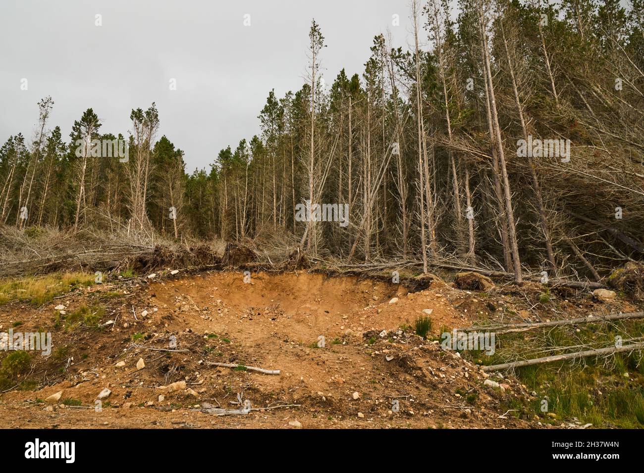 Forestry areas in the Flow Country, Scotland Stock Photo - Alamy