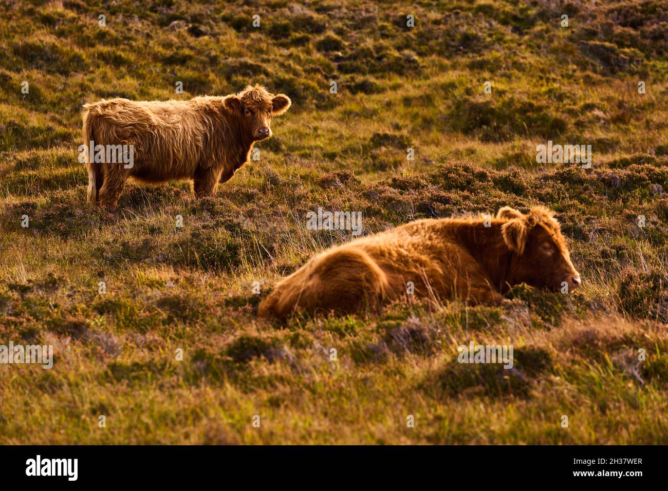 Highland cattle in the Scottish Highlands Stock Photo - Alamy