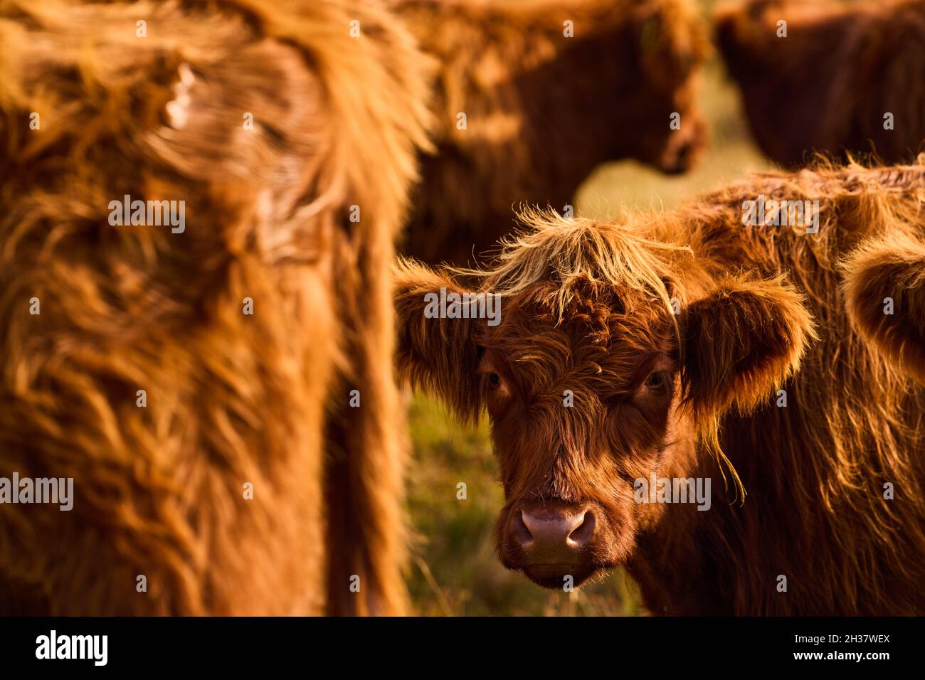 Highland cows experience scotland hi-res stock photography and images ...