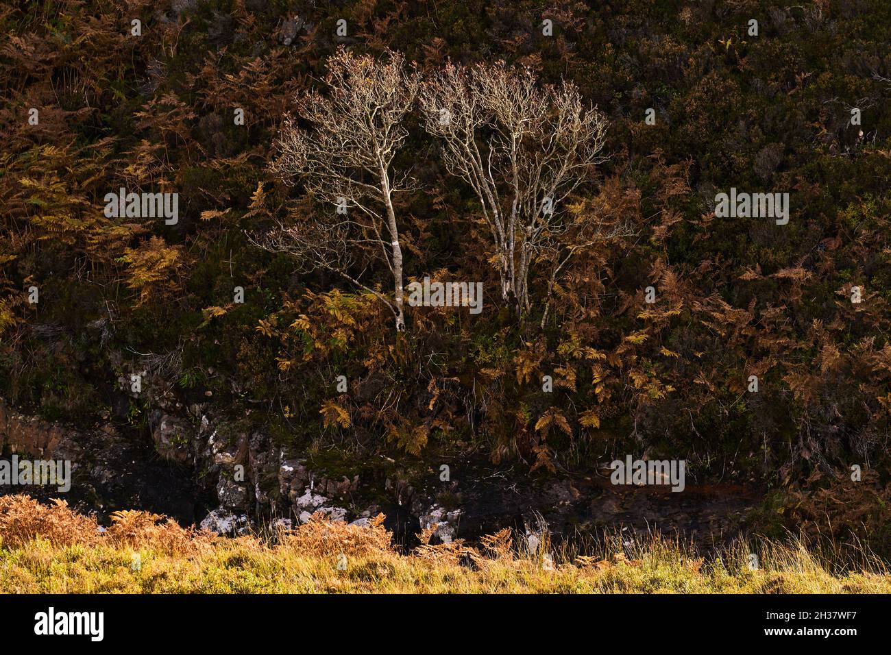 Trees in the rich landscape of the Scottish Highlands Stock Photo - Alamy