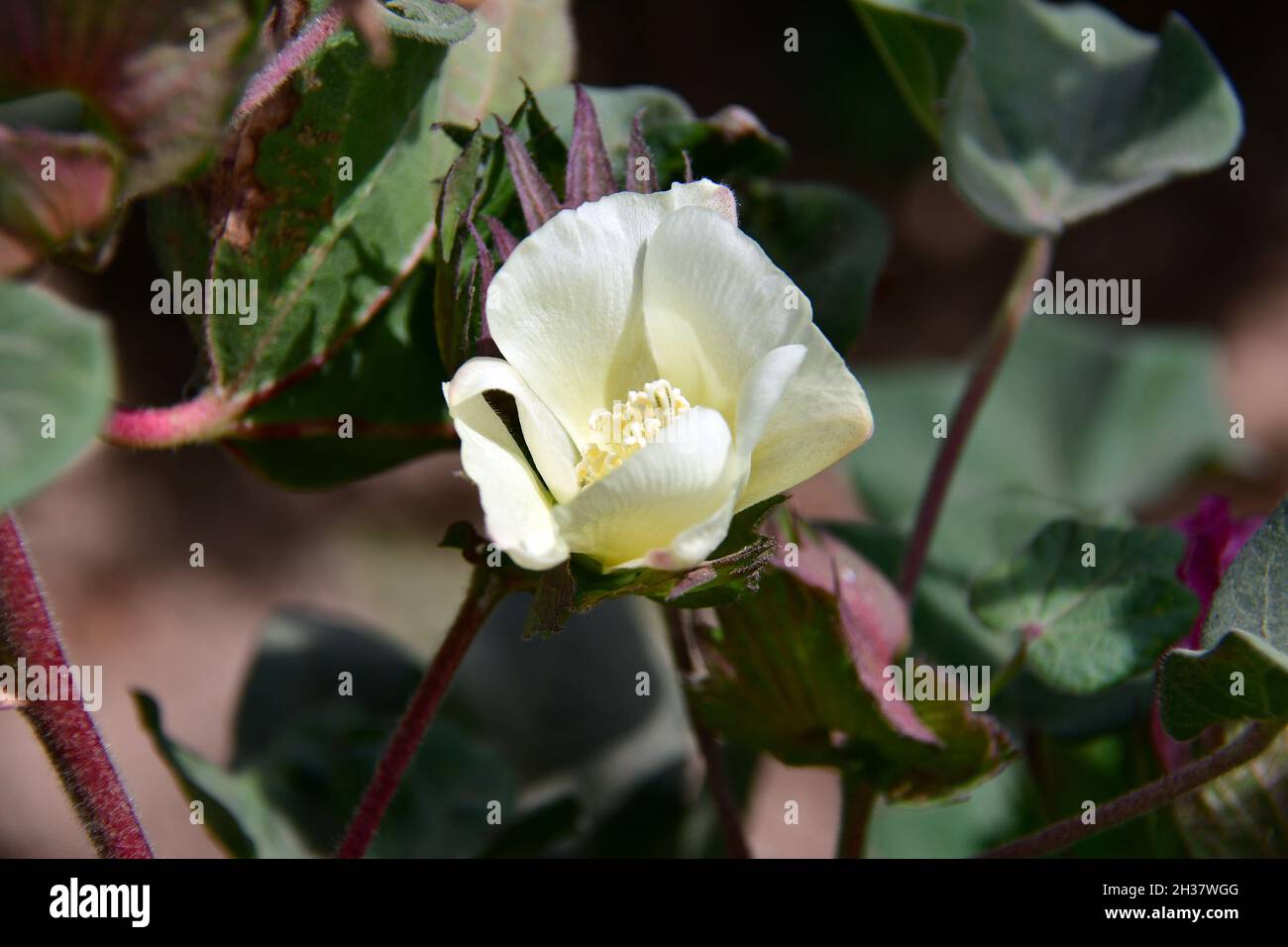 Cotton plant (Gossypium), cotton field, cotton plantation, Uzbekistan ...