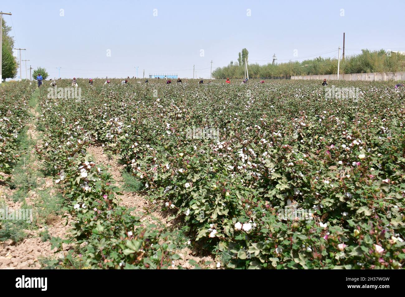 Cotton plants (Gossypium), cotton field, cotton plantation, Uzbekistan ...