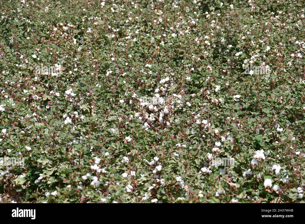 Cotton plants (Gossypium), cotton field, cotton plantation, Uzbekistan ...