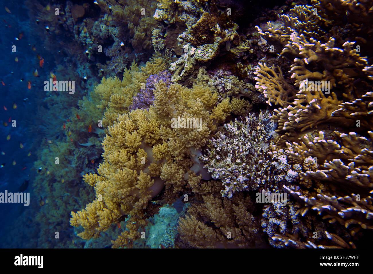 Wide angle views of the magnificent coral formations in the Red Sea ...
