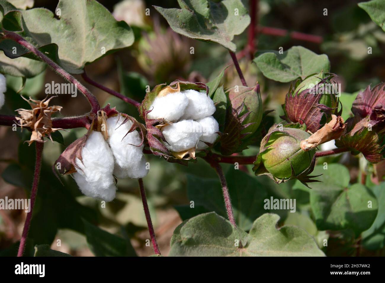 Cotton plants (Gossypium), cotton field, cotton plantation, Uzbekistan ...