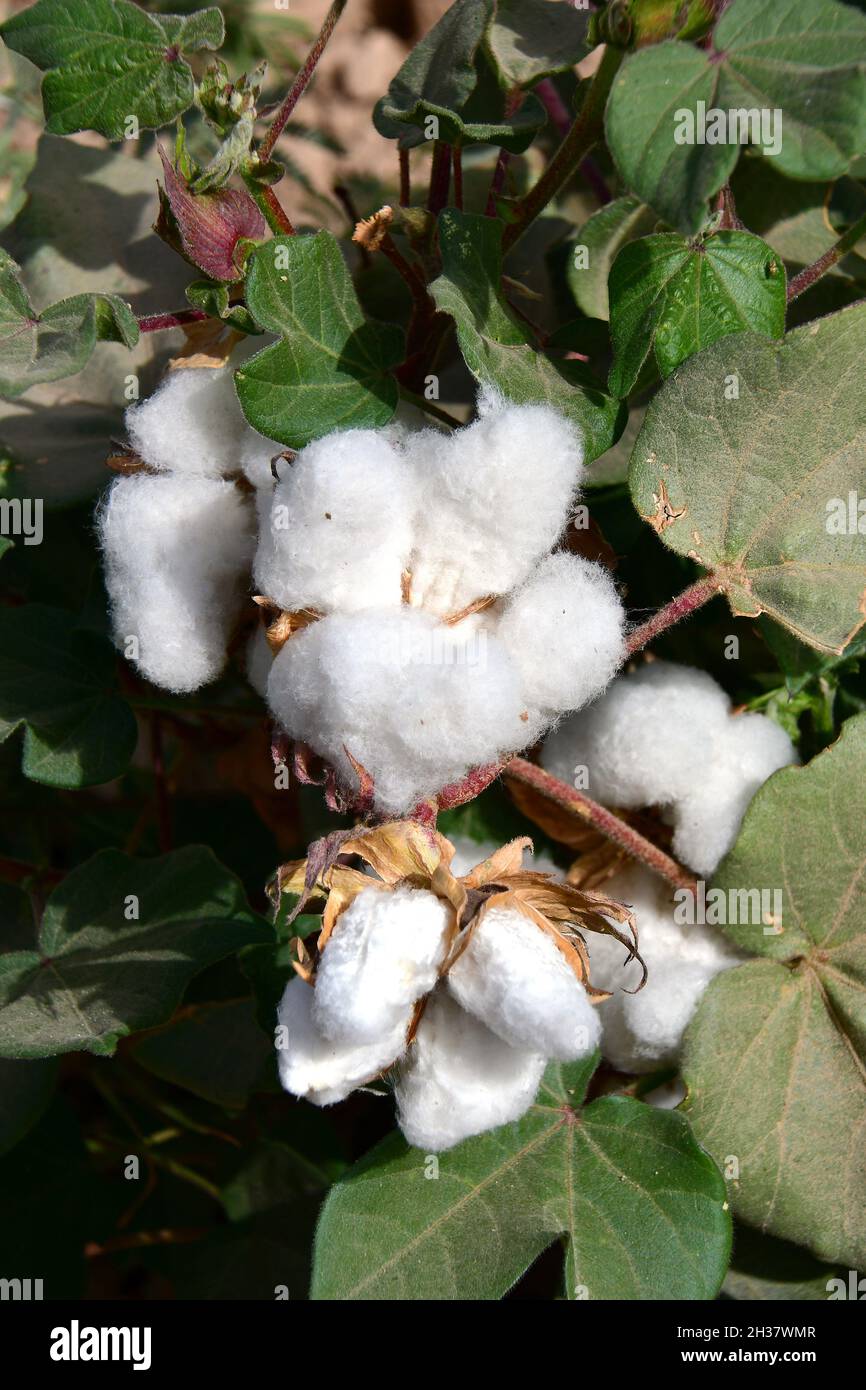 Cotton plants (Gossypium), cotton field, cotton plantation, Uzbekistan ...