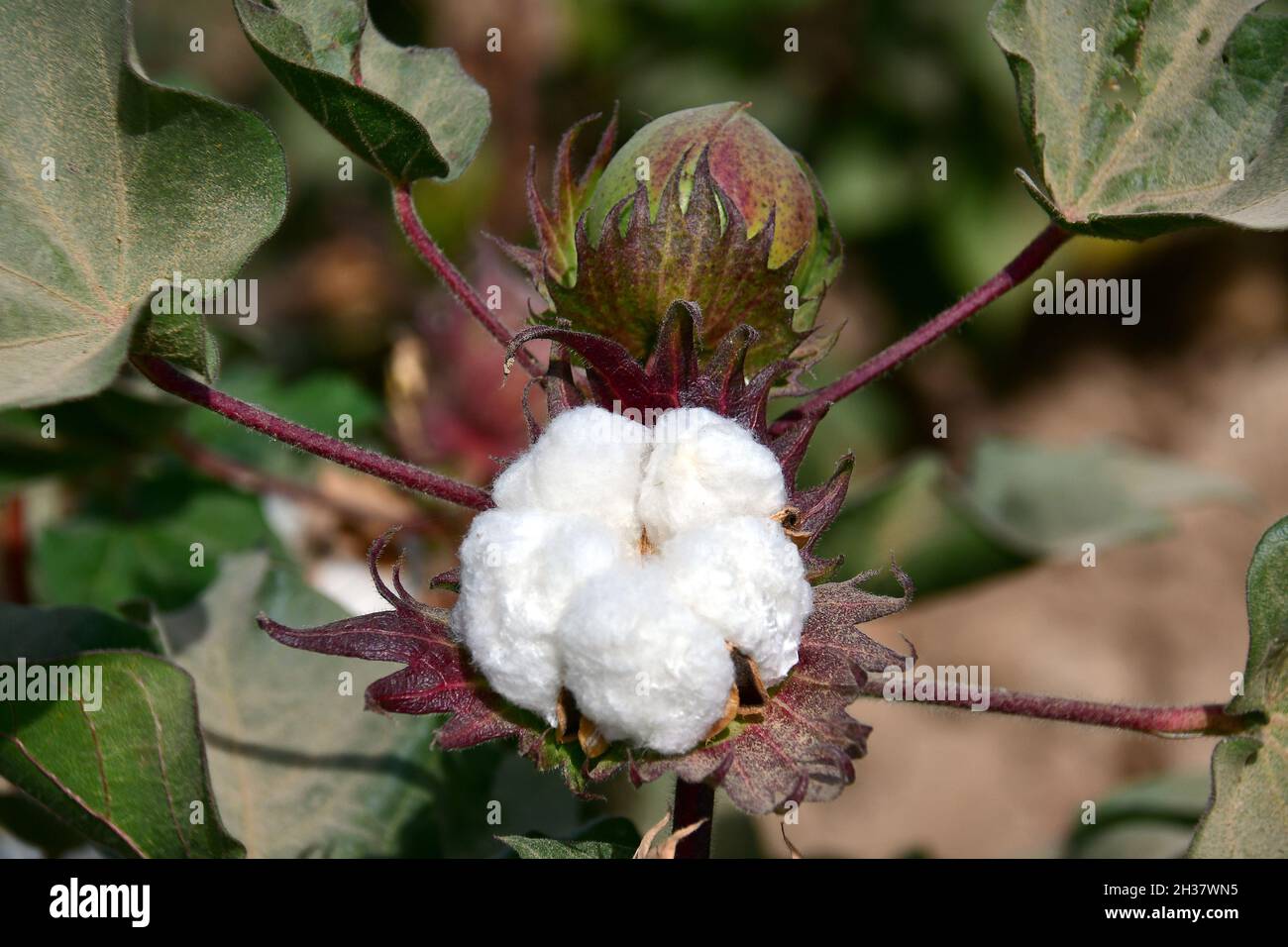 Cotton plants (Gossypium), cotton field, cotton plantation, Uzbekistan ...