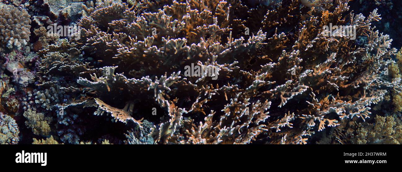 Underwater view coral formations in hi-res stock photography and images ...