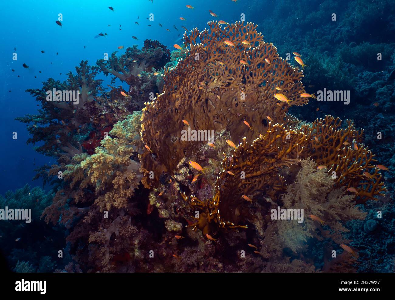 Fire Coral (Millepora) in the Red Sea Stock Photo - Alamy