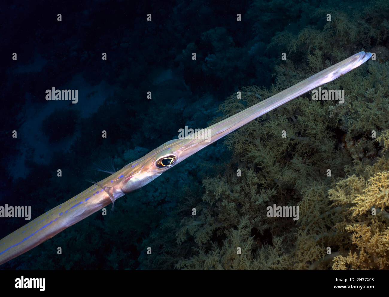 Bluespotted Cornetfish (Fistularia commersonii) in the Red Sea, Egypt ...
