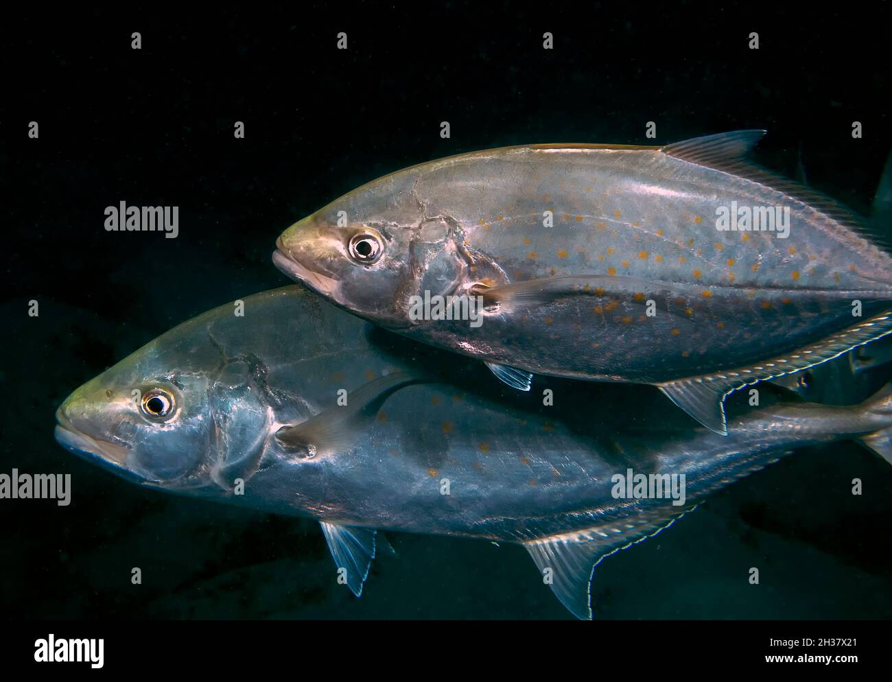A pair of Orange-spotted Trevally (Carangoides bajad) in the Red Sea ...
