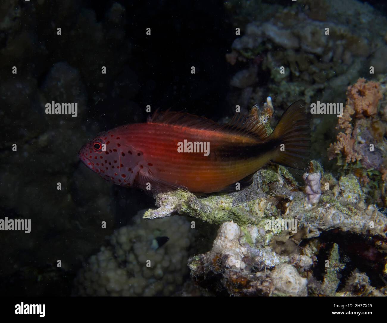 A Freckled Hawkfish (Paracirrhites forsteri) in the Red Sea, Egypt ...