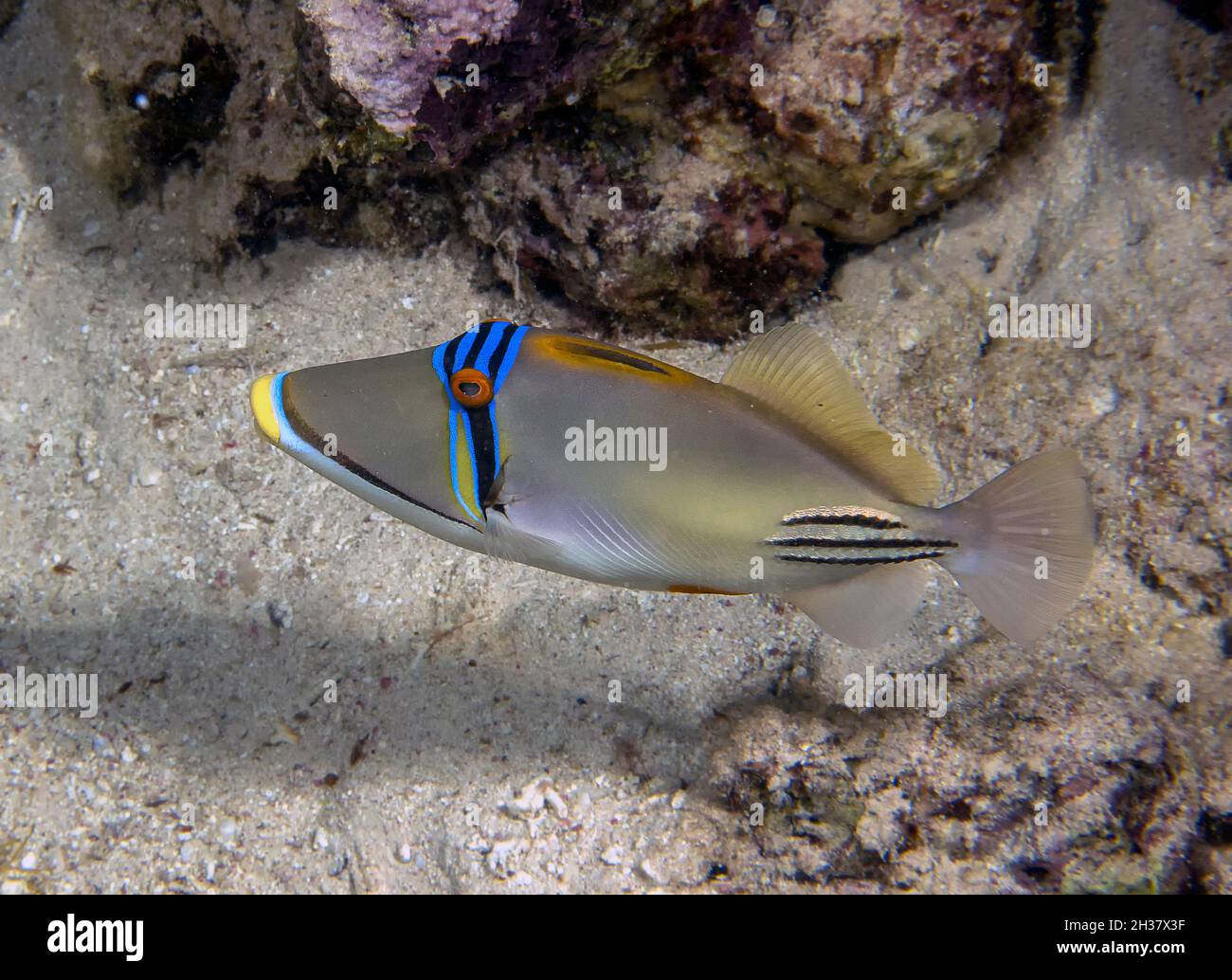Picasso triggerfish rhinecanthus aculeatus hi-res stock photography and ...