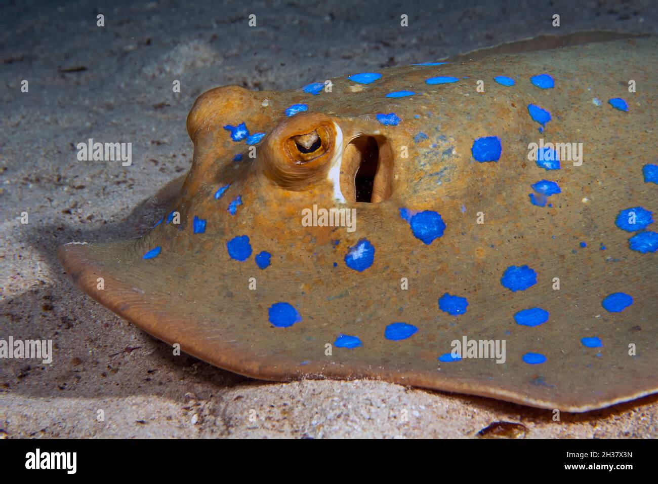 A Bluespotted Ribbontail Ray (Taeniura lymma) in the Red Sea Stock ...