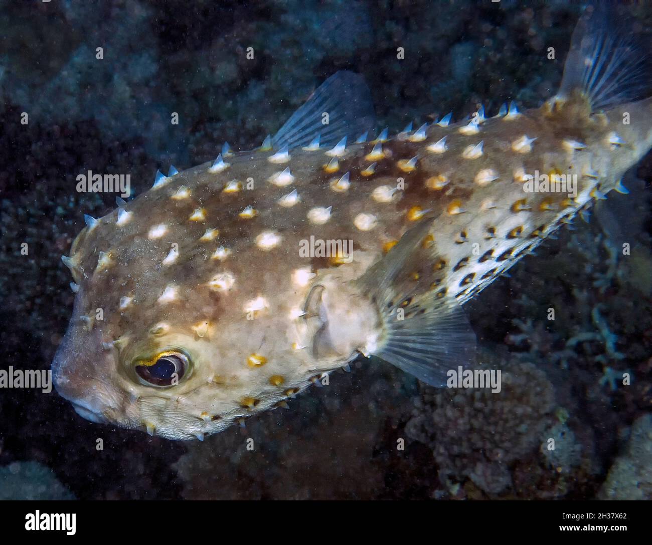 A Yellow-spotted Burrfish (Cyclichthys spilostylus) in the Red Sea ...