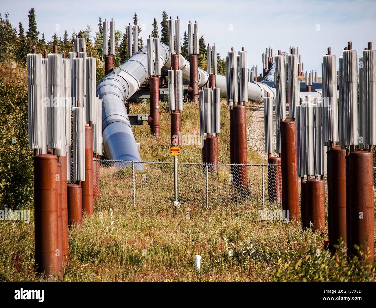 Trans Alaska pipeline.emerging from underground to rest on the upright ...