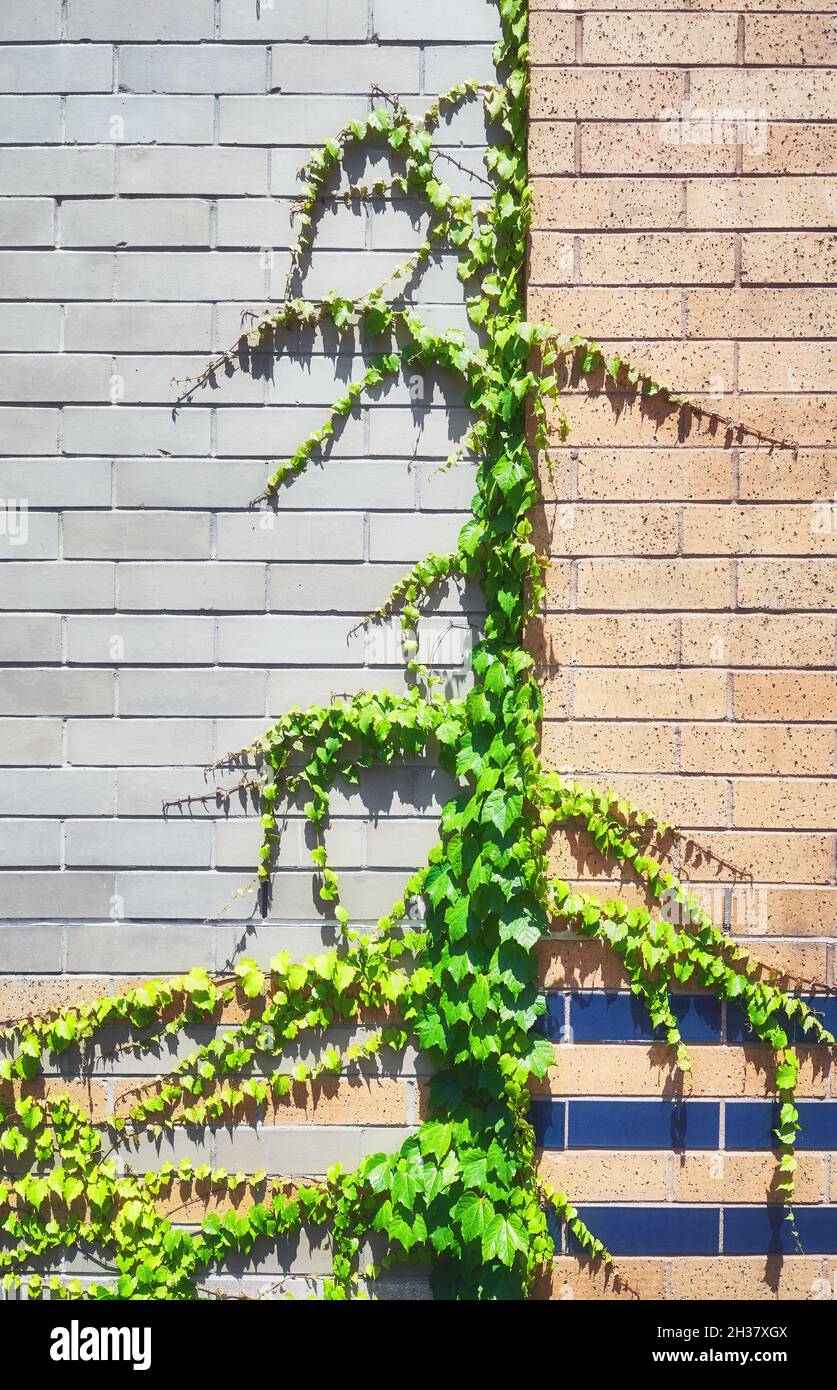 Creeper background hi-res stock photography and images - Alamy