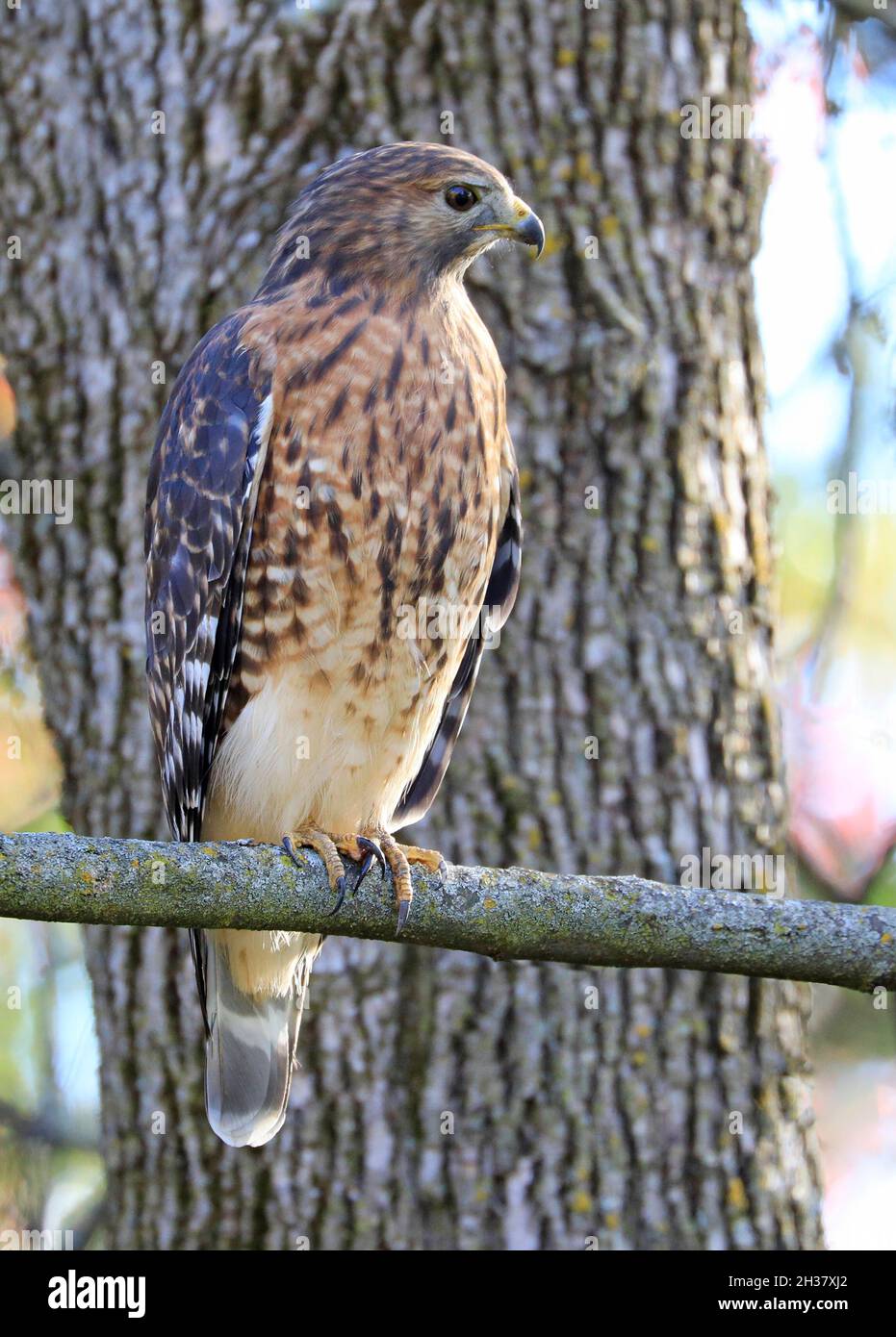Red-shouldered Hawk sitting on a branch, Quebec, Canada Stock Photo - Alamy