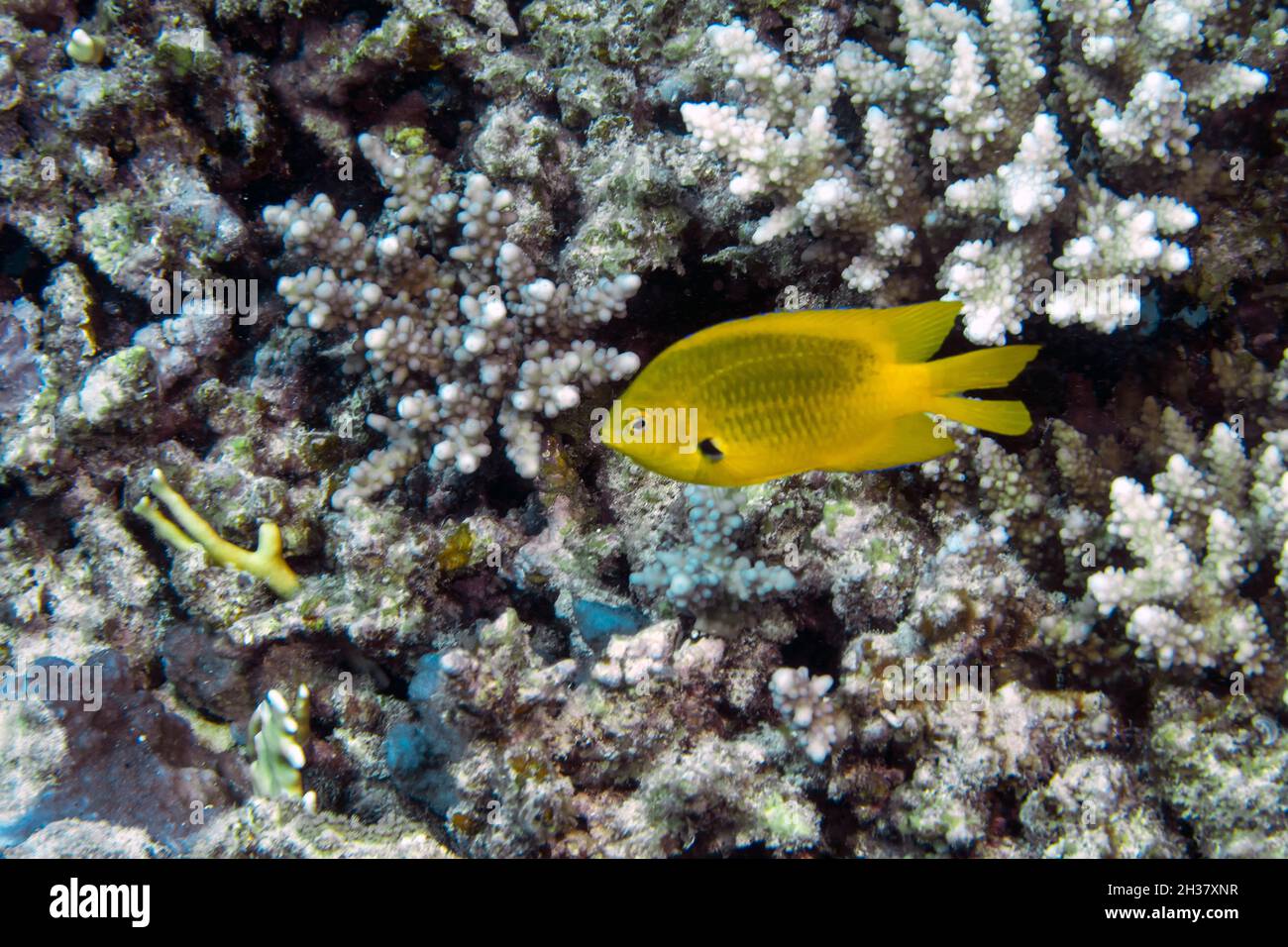 A Lemon Damsel (Amblyglyphidodon aureus) in the Red Sea, Egypt Stock ...