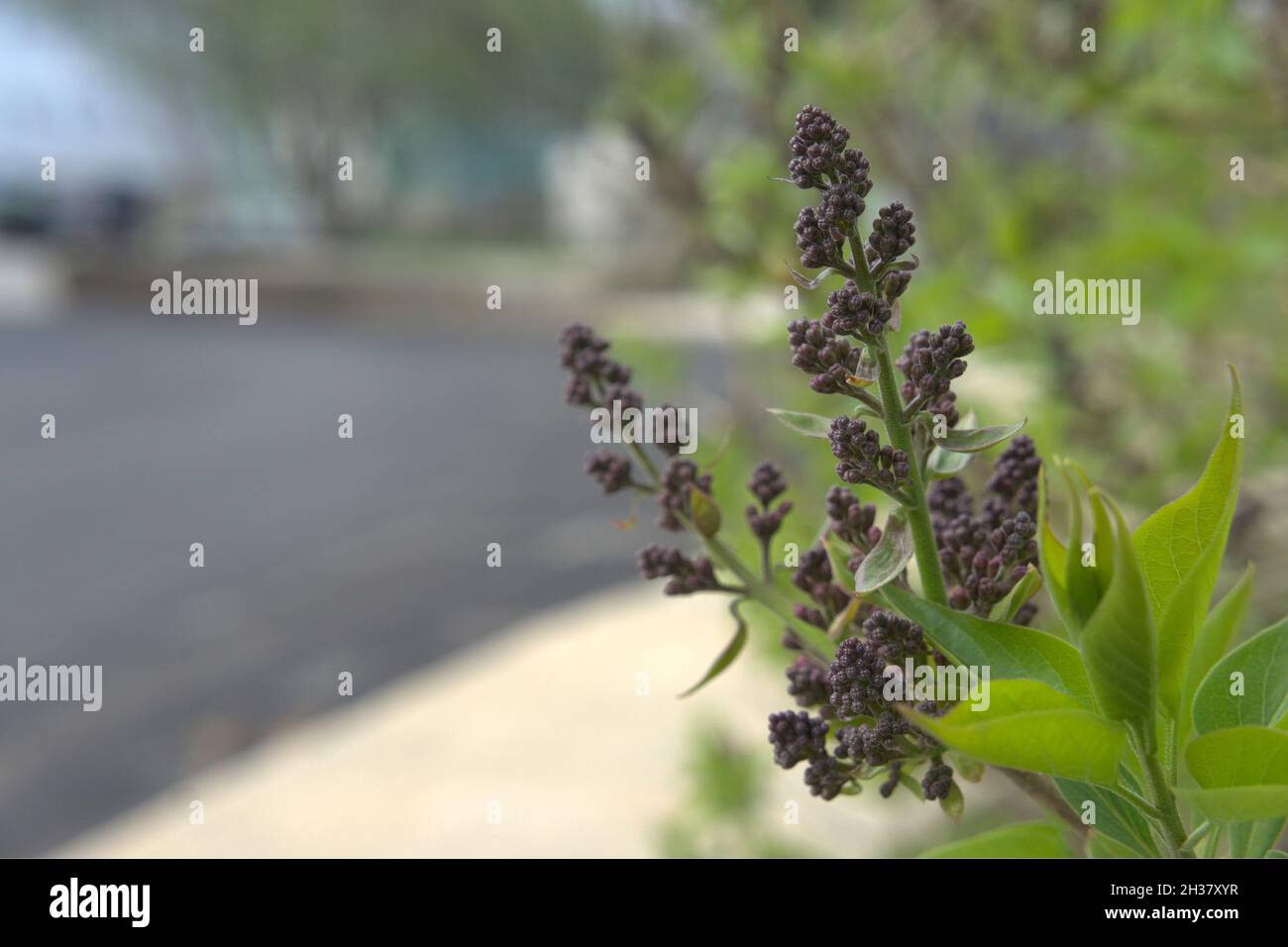 Lilac (Syringa vulgaris) buds in early spring Stock Photo - Alamy