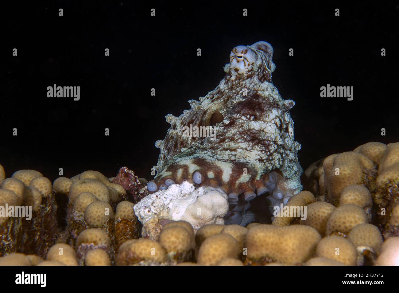 A Day Octopus (Octopus cyanea) in the Red Sea, Egypt Stock Photo - Alamy
