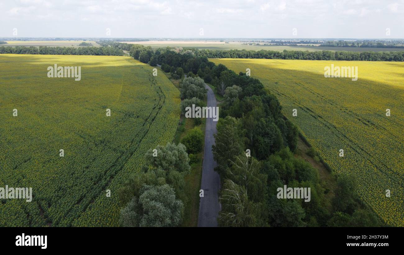 A narrow road between two sunflower fields. Trees grow on both sides of ...