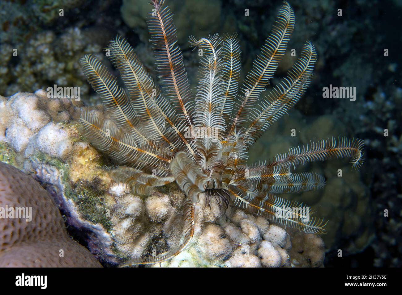Feather Star (Crinoidea sp.) in the Red Sea Stock Photo - Alamy