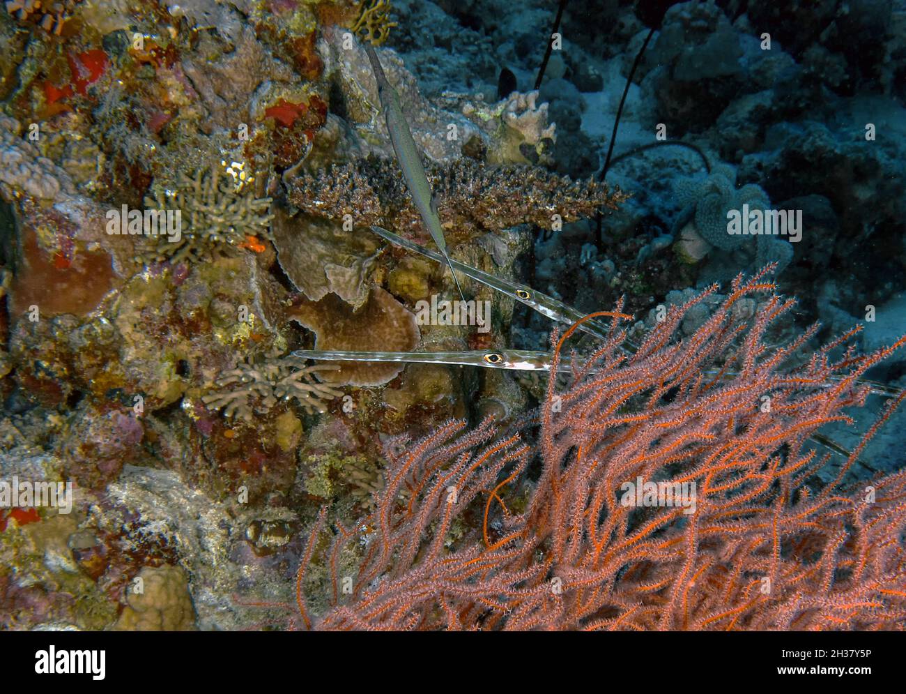 Bluespotted cornetfishes fistularia commersonii hi-res stock ...