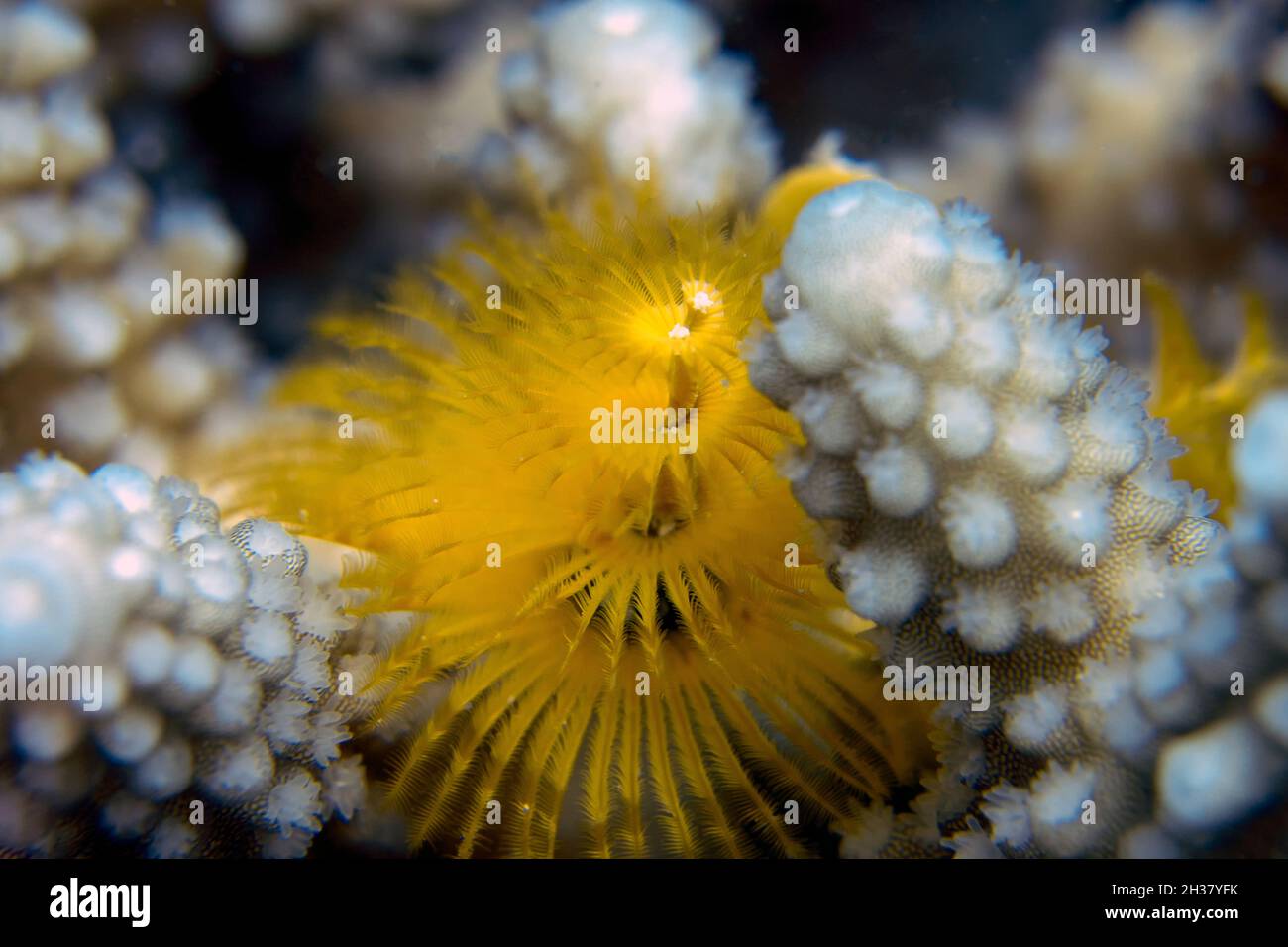 A Christmas Tree Worm (Spirobranchus giganteus) in the Red Sea Stock ...