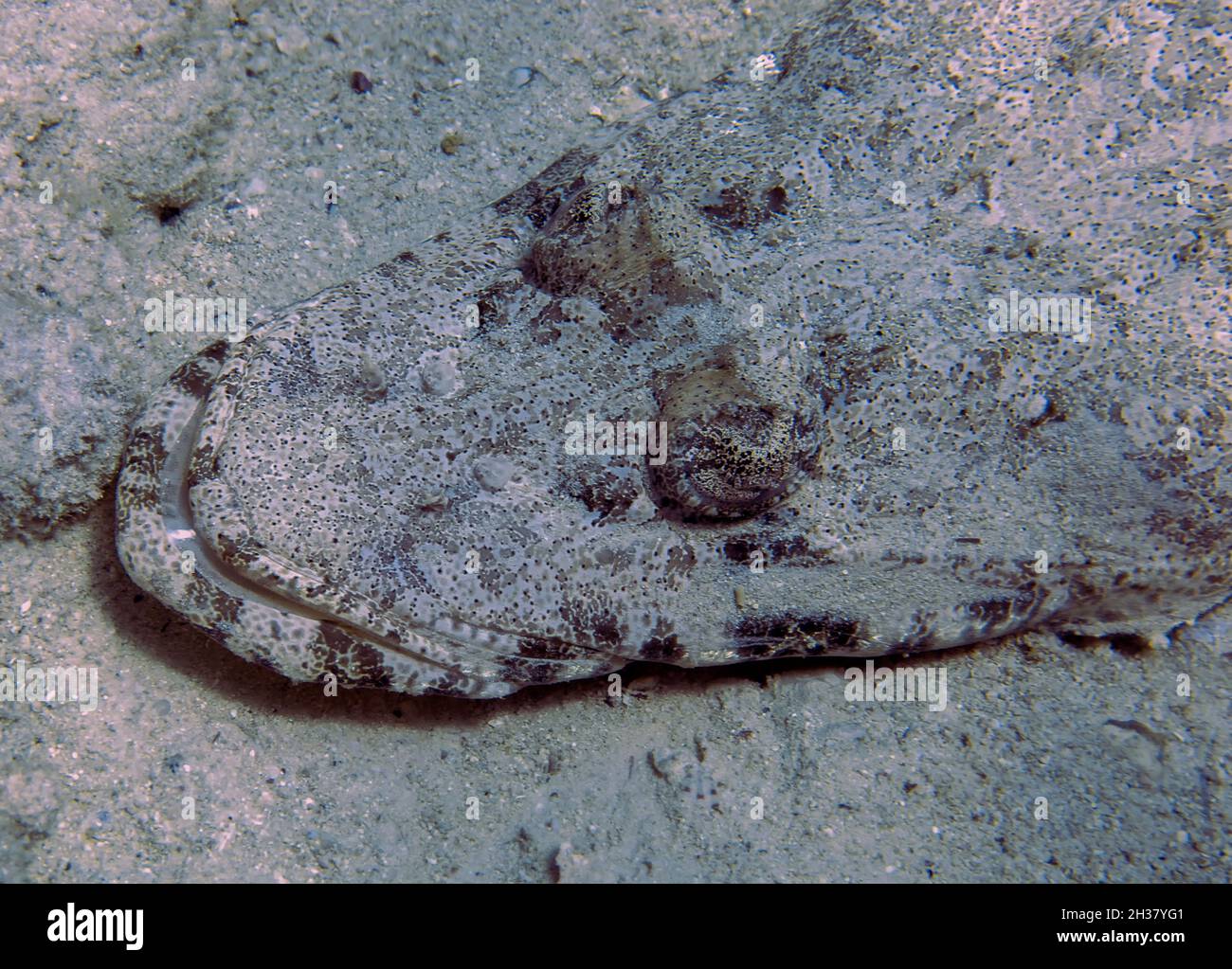 A Crocodilefish (Papilloculiceps longiceps) in the Red Sea Stock Photo ...