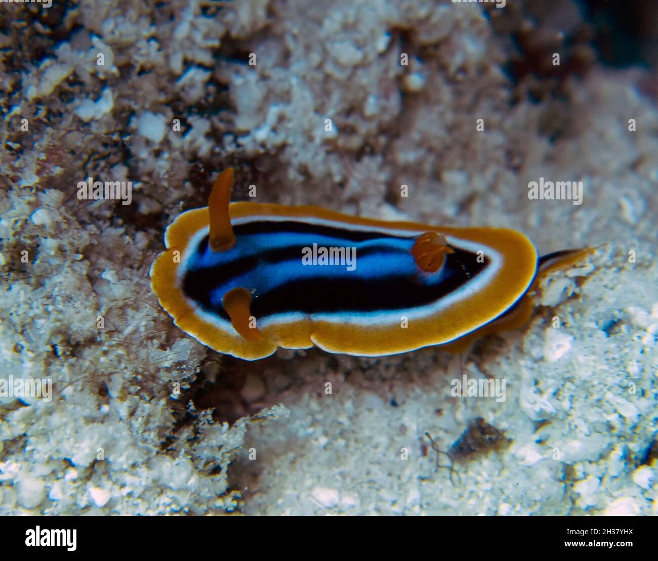A Pyjama Nudibranch (Chromodoris Quadcolour) in the Red Sea Stock Photo ...