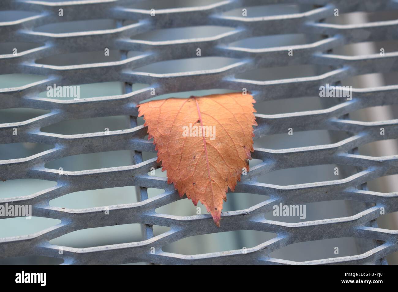single fallen leaf Stock Photo - Alamy