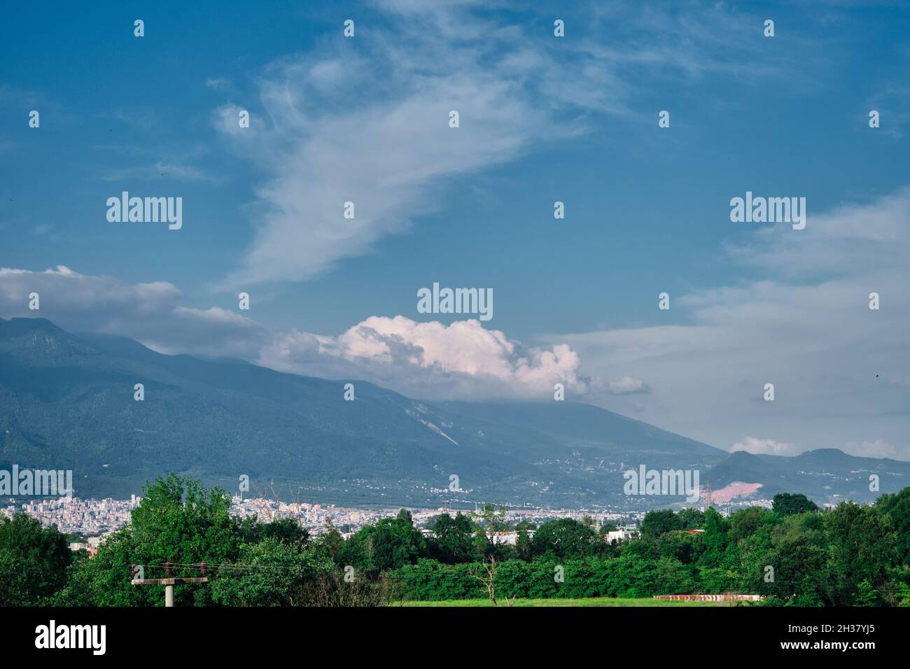 Bundle of green fresh poplar trees in Bursa and ulu mountain (uludag ...