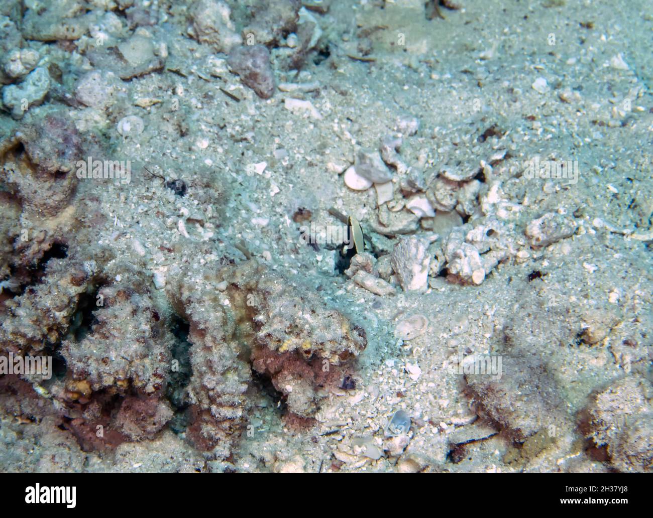 A Whitecap Goby (Lotilia graciliosa) in the Red Sea, Egypt Stock Photo ...