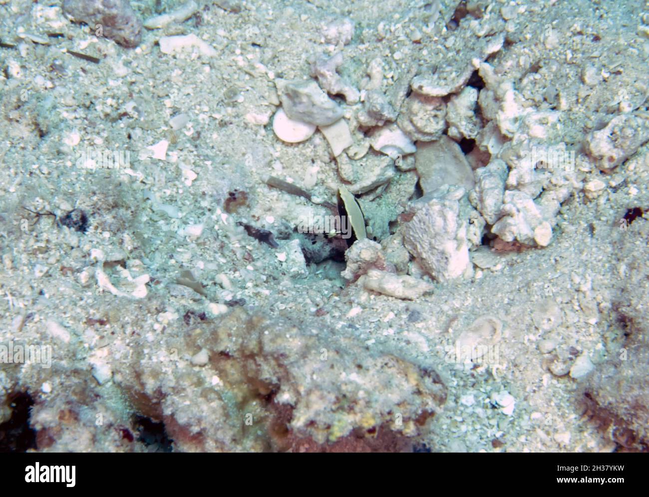 A Whitecap Goby (Lotilia graciliosa) in the Red Sea, Egypt Stock Photo ...