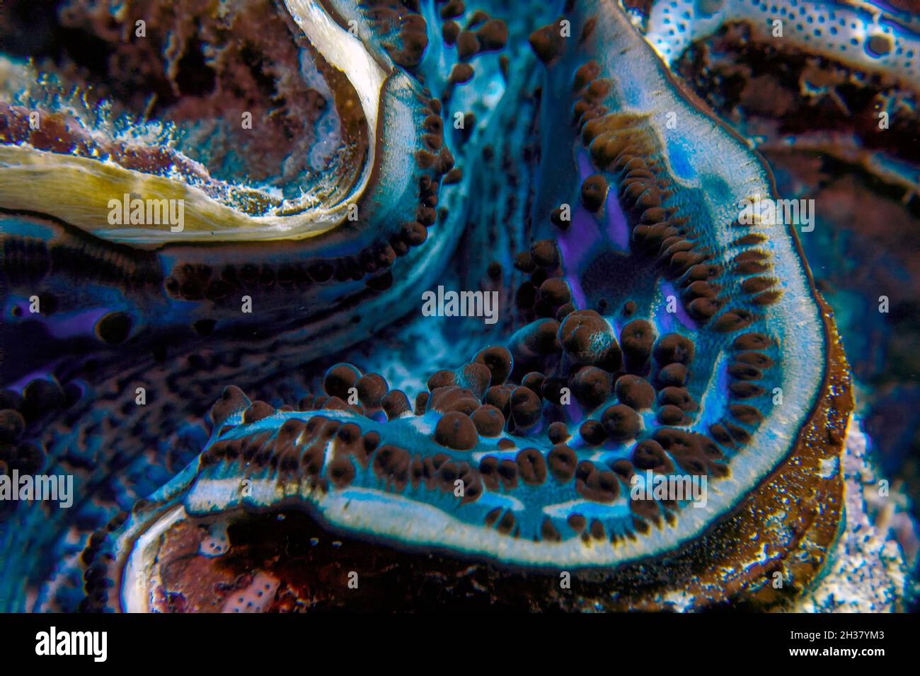 A Fluted Giant Clam (Tridacna squamosa) in the Red Sea, Egypt Stock ...
