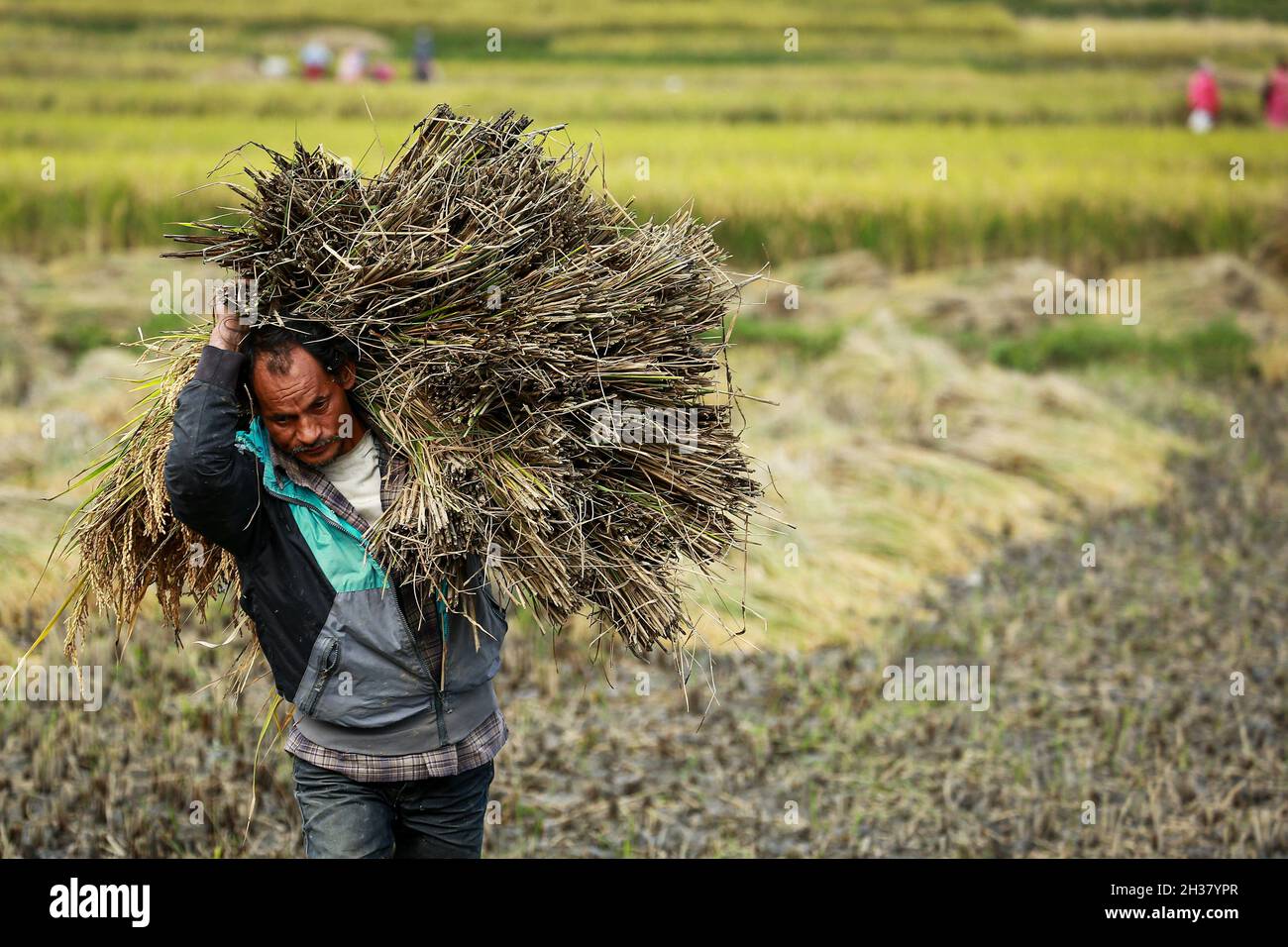 Lalitpur, Bagmati, Nepal. 26th Oct, 2021. Nepalese farmers harvest rice ...